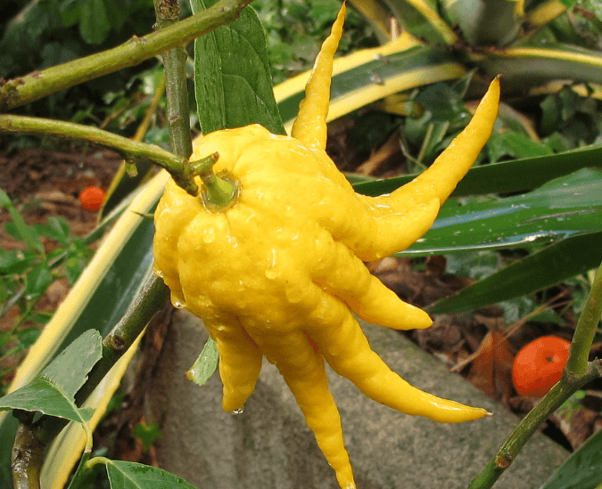 Top 10 Weirdest Fruits by Countries